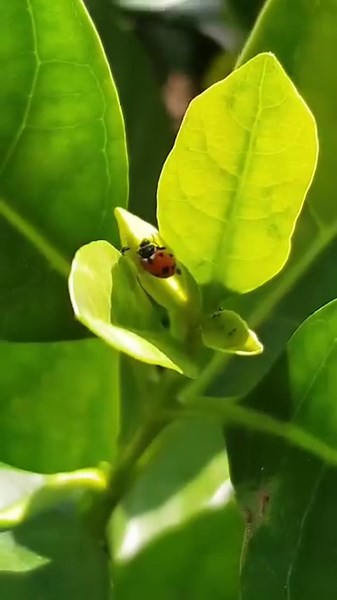 Discover the importance of looking before you spray! 👀🐞 Nature's intricate workings often surprise us, and ladybugs are no exception. With their vibrant, shell-like exteriors, encountering one of these fascinating creatures is considered a symbol of good luck—and a valuable ally for your garden, as shown in this video 🌿 While most ladybug species are beneficial here in Australia, just like this one, beware of the 28-spotted or leaf-eating ladybird; it's a garden intruder best removed. Recogni
