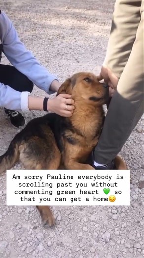 #fyp #usa #England #London #Manchester #rescue #canada #viral #reels #trend #uk