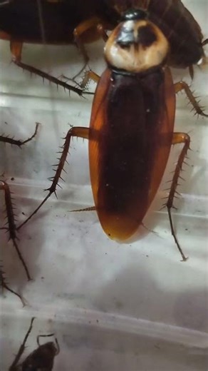 Cockroach sound #youtubeshorts #animals #cockroach #shortsvideo #shorts