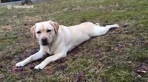 1.9M views · 44K reactions | This dog is buzzing after being allowed to play out for the first time in 11 weeks because of an injury. Provided by: Newsflare | LADbible | Facebook