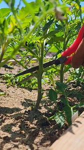3.9M views · 8K reactions | Pruning Tomato Gardening Tips: ➡️begin pruning when plants establish and reaches 12 inches height or when first flower start to open #gardeningtips #tomato #growyourownfood #backyardgarden #garden #healthyliving | Kabsat | Facebook