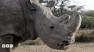 Is enough being done to stop the poaching of wild animals?