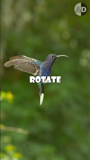 Hummingbird is the Only Bird that Can Fly Backward!
