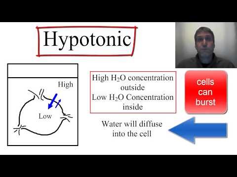 Osmosis- Isotonic, Hypotonic and Hypertonic