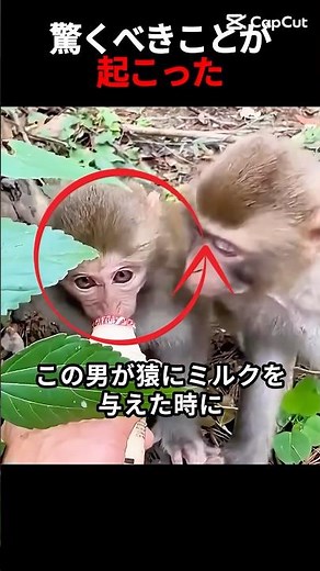 彼はこの猿のミルクを提供したが、その後、こんなことが起こった！