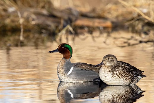 7 Types of Dabbling Ducks