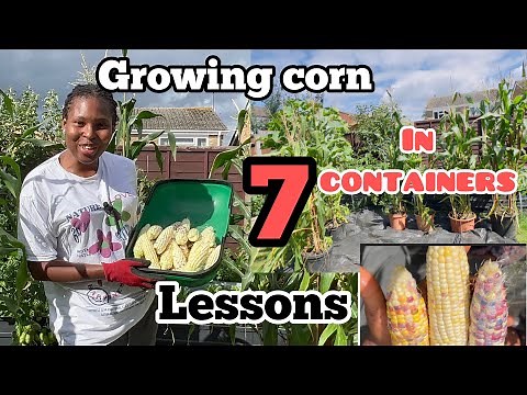 GROWING CORN IN CONTAINERS / WATCH THIS VIDEO / gardening for beginners