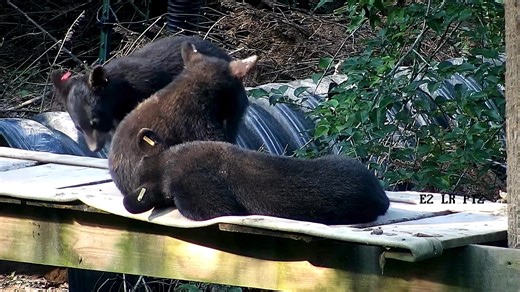 ABR Daily Update - December 17, 2024 - WILD ENCLOSURE #2 RELEASE DAY - Jellybean Bear 🐻 Weather: 55°F (13°C), Humidity 92%, Cloudy ☁️ Today was release day for most of the bear cubs in Wild Enclosure #2. Jellybean Bear, Jackie Paper, and siblings Bubbles, Mojo and Fuzzy were returned to the wild. The remaining two from Wild Enclosure #2, Daisy Mae and her brother Duke, will be returned to Kentucky tomorrow. Thank you for keeping ABR's Cub Class of 2024 in your heart. It's because of YOU that th