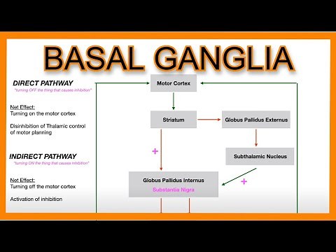 Basal Ganglia (Direct vs. Indirect Pathways)
