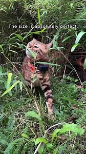 Always keep tabs on your pet's adventures with Tractive — Discover real-time GPS tracking, safe zones, & more for your peace of mind. | Tractive