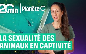 Sexualité et animaux en captivité : que se passe-t-il dans les enclos ?
