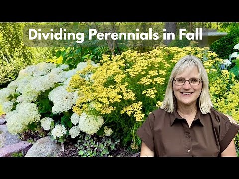 Dividing Perennials in Fall: A Step-by-Step Guide