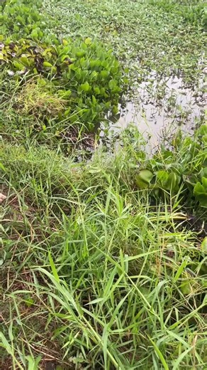 549K views · 4.6K reactions | Amazing Fish Trapping Technique With Survival Skills  | Survival with Emma | Facebook