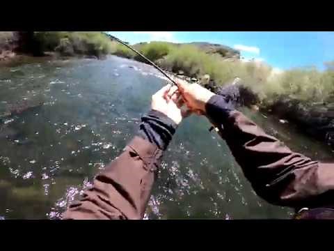 Fly Fishing Miracle Mile for Huge Trout | East Walker River | Euro Nymphing/Mono Rig Set-Up