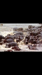 2.4M views · 45K reactions | Secret Ways of Hippos - [ हिन्दी डाक्यूमेंट्री ] Part 15 , #nature #animals #discovery #wildworlddocumentary Discover how hippos navigate the dry season on Zambia's Luangwa River. | Wild World | Facebook