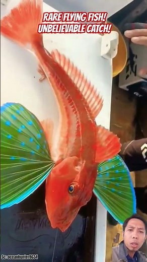 Incredible Catch! This Fisherman Lands a Stunning Red Flying Fish!
