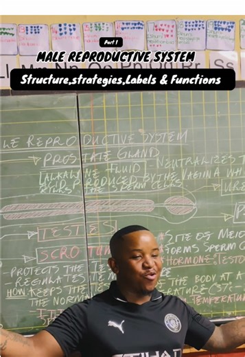 Understanding the Male Reproductive System: Part 1