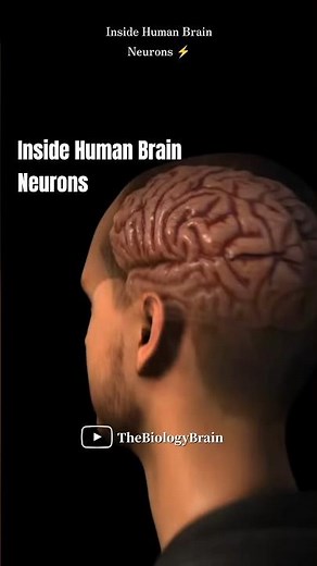 Nuerons (Inside Human Brain) #shorts #neuroscience #humanbrain
