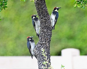 Cooperative Behavior: How Birds Help Each Other