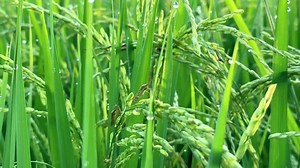 Insect Pests That Land On Rice Stock Footage Video (100% Royalty-free) 3669875525 | Shutterstock