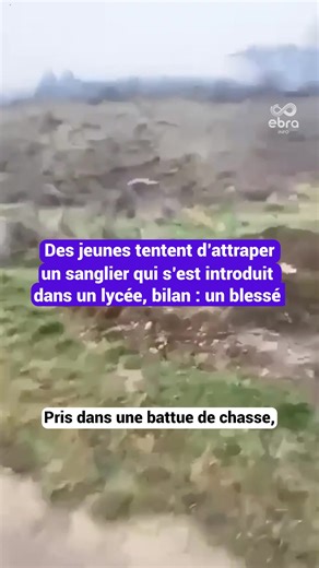 Un sanglier a traversé un lycée horticole à Tournus en Saône-et-Loire. Il a été filmé. Dans les vidéos on le voit percuter un élève, puis deux autres élèves tentent d'attraper la bête pour éviter qu'elle ne s'acharne sur leur ami. Résultat : 1 blessé. #Sanglier #SaôneetLoire