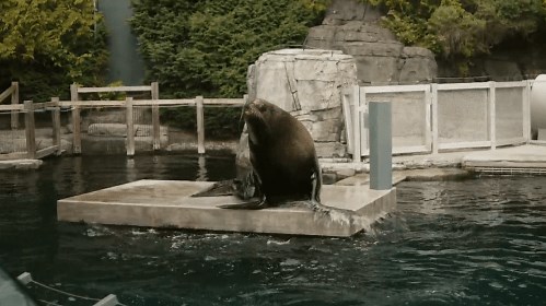 Explore BC: Vancouver Aquarium