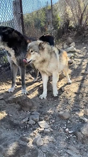 12K reactions · 632 shares | A happy #NationalBestFriendsDay from Mazi & Nali 勇 In this sweet moment captured by @reneealfero22, Mazi just came back from an enrichment hike, and Nali is overjoyed to welcome him back! She’s picking up all the scents he gathered along the way, as well as connecting with Renee bridging a bond of trust. #wolfconnection #wolfdog #wolfsanctuary #wolfrescue #answerthehowl #wolfpack #friendship #wolfbond | Wolf Connection | Facebook