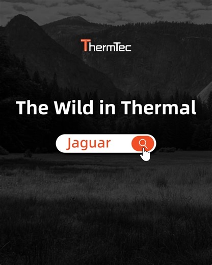 From the stealthy jaguar to the elusive badger and playful otter, thermal imaging captures what the eyes can’t see. Captured with Hunt 335 & Hunt 650 Pro, every detail tells a story.🥰 🔗https://www.thermeyetec.com/hunt-pro-series-thermal-clip-on/ #ThermTec #Thermalhunting #HuntPro | ThermTec Outdoor