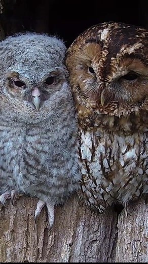 When building bird boxes, every detail matters 🏠🪚