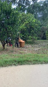 El jale de hoy, excelente dia para trabajar #somosdejale #alamoveracruz #cortedenaranja | Kriajr'herver Casados