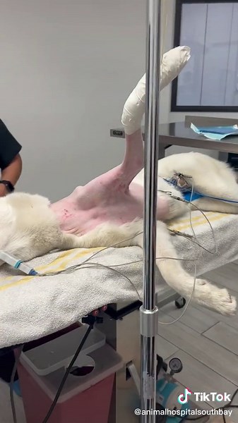 Brachial plexus avulsion injury in a dog. #brachialplexusinjury #brachialplexus #amputation #veterinarysugery #limping #fyp