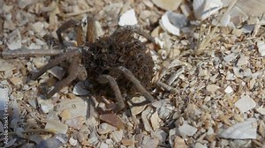 An unusual family. This female wolf spider (Pardosa sp.) carries and protects 50 of her children until they come of age, and then dies from exhaustion - parental care, procreation behaviour