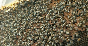Beehive honeycomb full of busy bees insects on laying eggs inside. Bees life cycle. Bee colony. Close-up shot. Insects Selective focus close up shot.