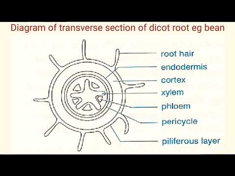 FORM 2 BIOLOGY TOPIC: TRANSPORT IN PLANTS AND ANIMALS (LESSON 2)