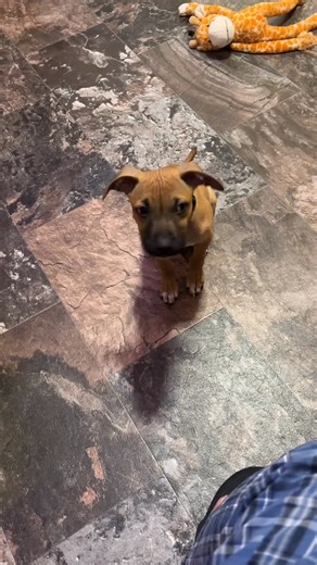 882 reactions · 83 comments | Another funny from Murphy! 藍#puppy Ps… I have the Fox21 wx loop on tv 嵐 | Dan Hanger | Facebook