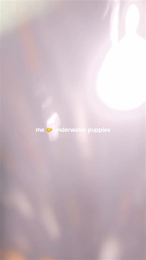 Underwater puppies = my favorite ocean moment 🥹✨ And next up for my seashell business: I’ll be creating a stingray/manta ray canvas made entirely out of real seashells 🐚 🌊 Stay tuned for the process final reveal! Etsy is @ShelbySeaShellStore #seashellart #stingray #floridawildlife #oceaninspired #smalljewelrybusiness