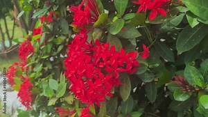 Ashoka tree blooming flowers and leaves.Saraca asoca, commonly known as Ashoka Tree is an important tree in the cultural traditions of the Indian subcontinent.