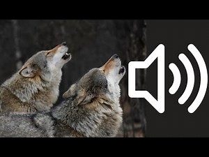 Wolf Howl Sound Effects [Copyright Free] | Multiple Sound Effects in One Video!