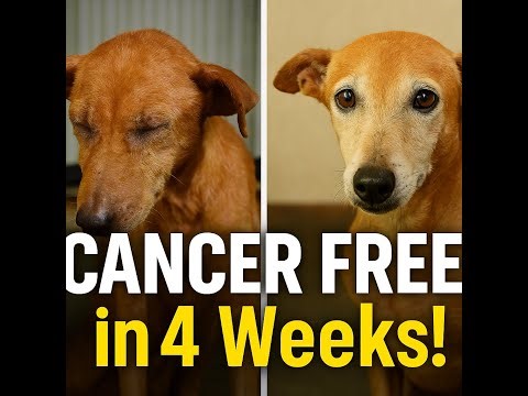 I Thought This Dog Wouldn’t Survive… 4 Weeks Later: Cancer Free!