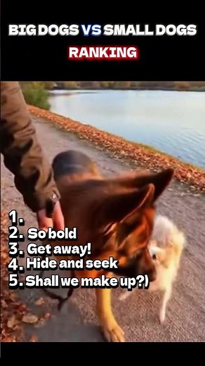 Big Dog Finally Snaps And Ends Tiny Dog’s Yapping In 3 Seconds Flat! #ai #funny #animals