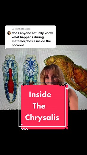 Metamorphosis of Caterpillar to Butterfly Inside the Cocoon