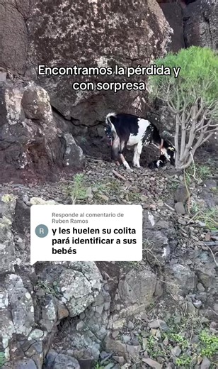 Respuesta Creativa a Ruben Ramos