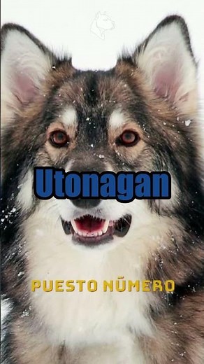 Dogs That Look Like Real Wolves 🐺🔥