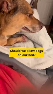 In this video the dog is sitting on the human, growling, and still being called a “good girl.” This isn’t cute — it’s unsafe. This is territorial behavior and can turn into a bite risk. No bed access, long structured walks, a defined place at home, leash time, and assertive calm leadership are needed. It’s not the dog’s fault… it’s misunderstanding. | Oh My Dog