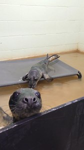 Mould Spore and Smog are absolutely inseparable and progressing beautifully through their time in care They're still being assist fed but are exploring more and are starting to play 🩷 hopefully this little montage of the power duo will brighten your day | RSPCA Mallydams Wood Wildlife Rehabilitation and Education Centre