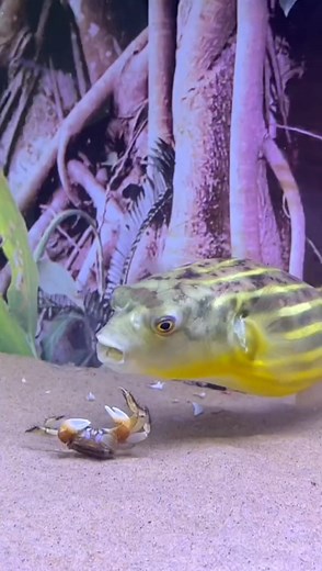 28K views · 224 reactions | Fish House   . . . #love #fishing #pet #cute #aquarium #fish #golden #goldenfish #beautiful #pets #usa #america #monster #UFO #seaworldmime #usa #america ) | Aquarium Fish | Facebook