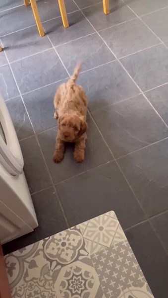 9 weeks - 6 months 😍😍 Our big boy Simba 🧡🫶🏼 #cockapoo #cockapoopups #cockapoosoftiktoks #cockapoopuppy #cockapoogrowth #puppy #puppylove #f1cockapoo #f1cockapoopuppy #redcockapoo #redcockapoopuppy #6montholdcockapoo #puppygrowth #cockapoolove #cockapoobaby