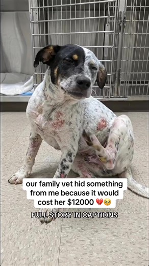 My vet lied to me for 9 months. A lie that cost me $3,847 and almost killed my dog. Last spring, Cooper started losing his coat in patches. Raw hot spots. Scratching until he bled. I trusted my vet. She'd treated him for years. She ran every test: Allergy panel: $340 Skin scraping: $180 Bloodwork: $290 Everything came back 'inconclusive.' So she prescribed: Prescription food: $89/bag (every 3 weeks) Medicated shampoo: $47/bottle Steroid shots: $120 every 2 weeks For NINE MONTHS I followed orders