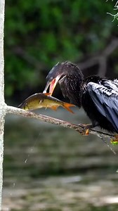 colorful life 129  | Flowers and Gifs | Facebook