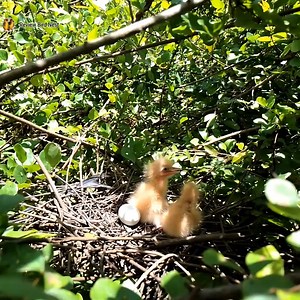 23K views · 788 reactions | Black bittern Birds Little birds in a beautiful nest (EP07) Beautiful Black bittern Birds | Review Bird Nest | Facebook